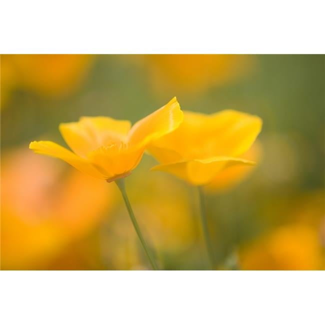 Yellow Poppy Flower Mount Hood Oregon USA Poster Print - 18 x 12 ...