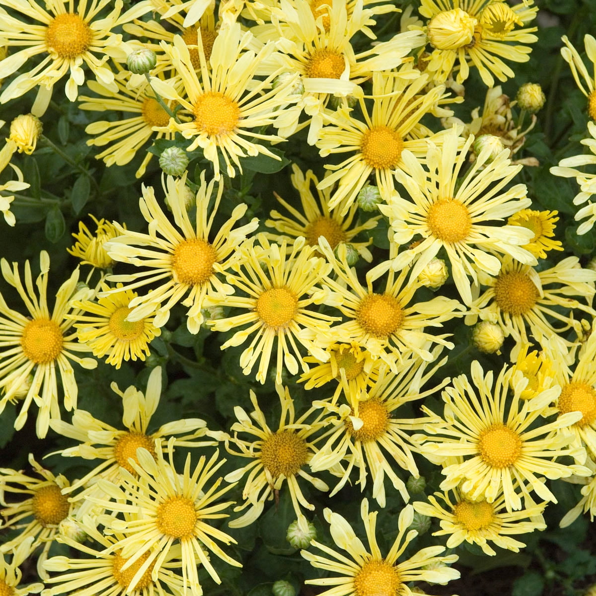 Mums in Annuals - Walmart.com
