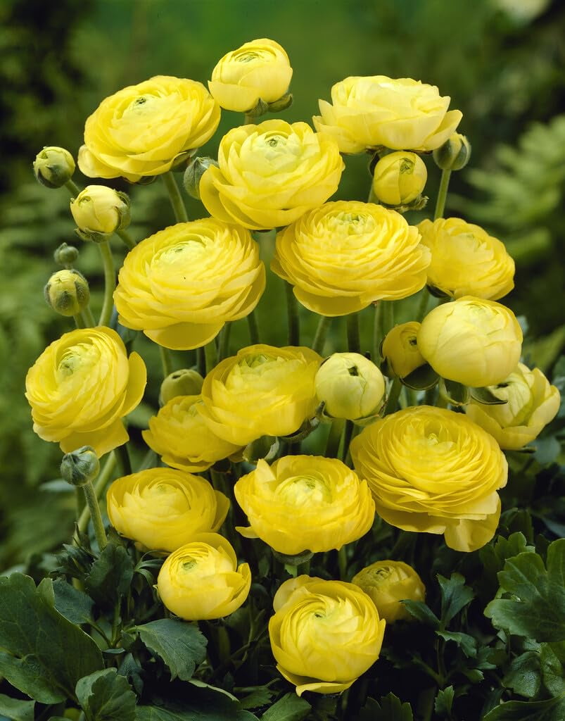 Yellow Ranunculus Bulbs for Planting - Stunning Color and Long Lasting ...