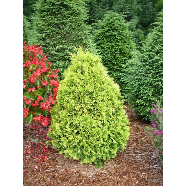 Yellow Ribbon Arborvitae - 4" pot - Thuja - Walmart.com