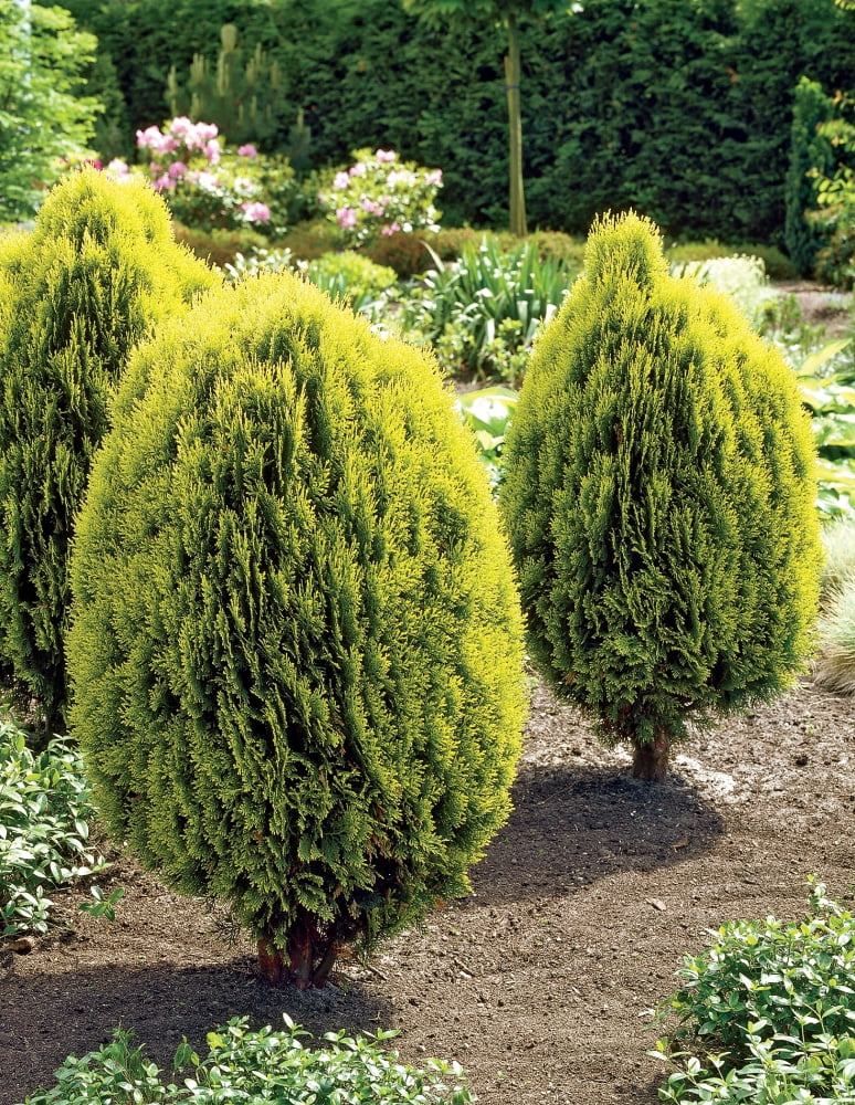 Full Sun Yellow Ribbon Arborvitae Live Outdoor Evergreen Shrub, in a 3 ...