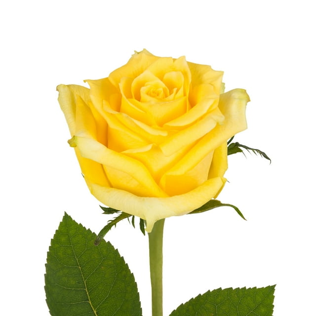 Yellow Roses - Farm Direct Fresh Cut Flowers - 50 Stems - Walmart.com