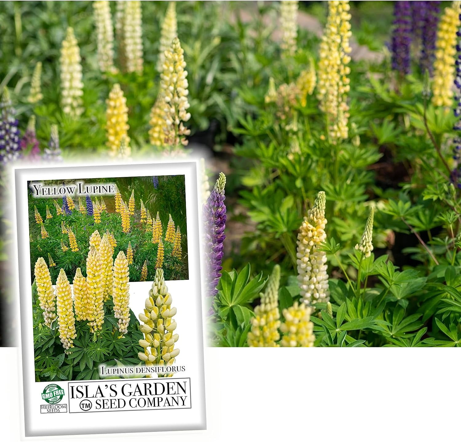 Yellow Russell Lupine Flower Seeds for Planting, 25+ Seeds Per Packet ...