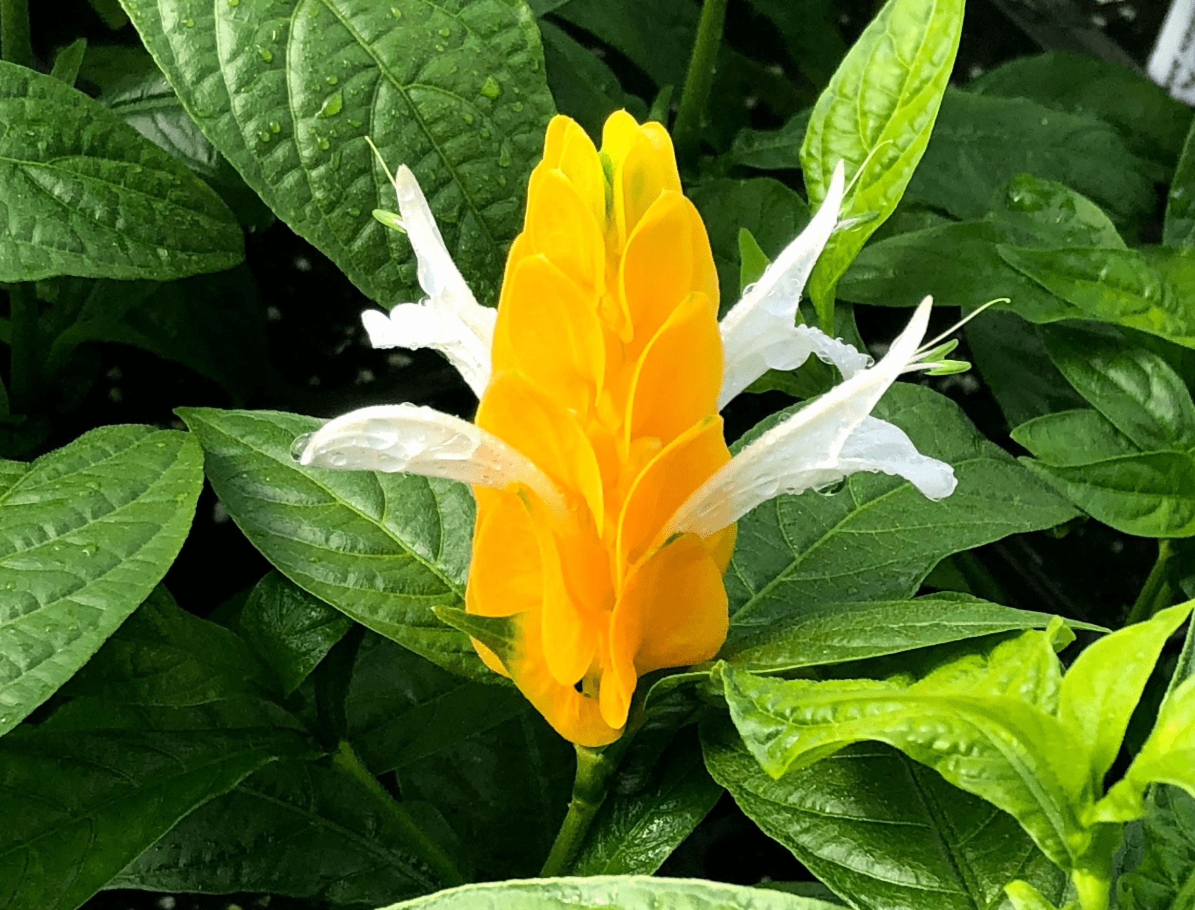 Yellow Shrimp Plant Live for Planting, Lollipop Plant Pachystachys ...