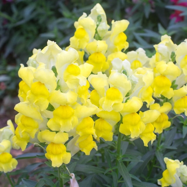 Yellow Snapdragon Plant in 4 Inch Pot, Yellow Flowers Plants Live ...