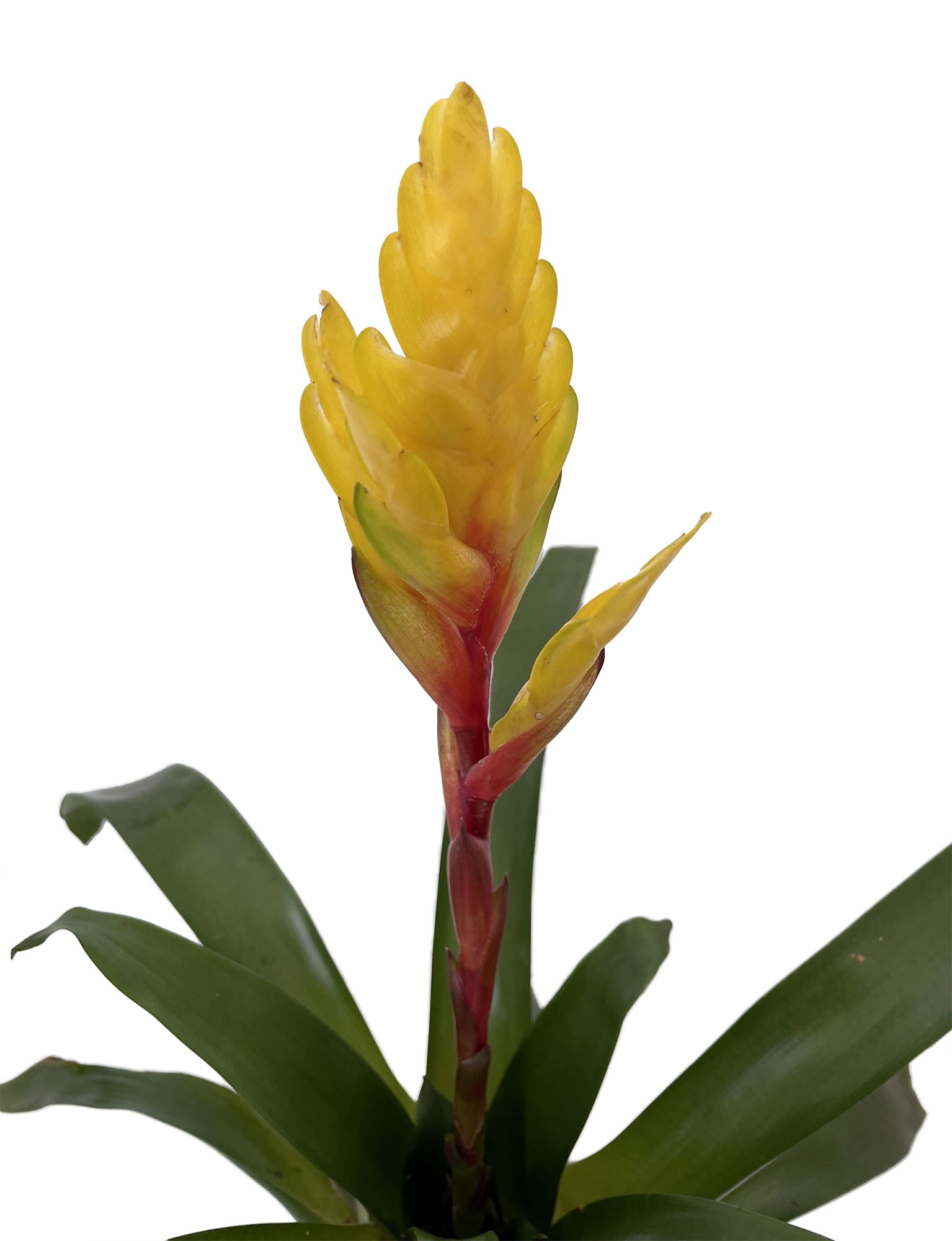 Yellow Spear Vase Plant - Great Houseplant - Guzmania/Bromeliad - 4 ...