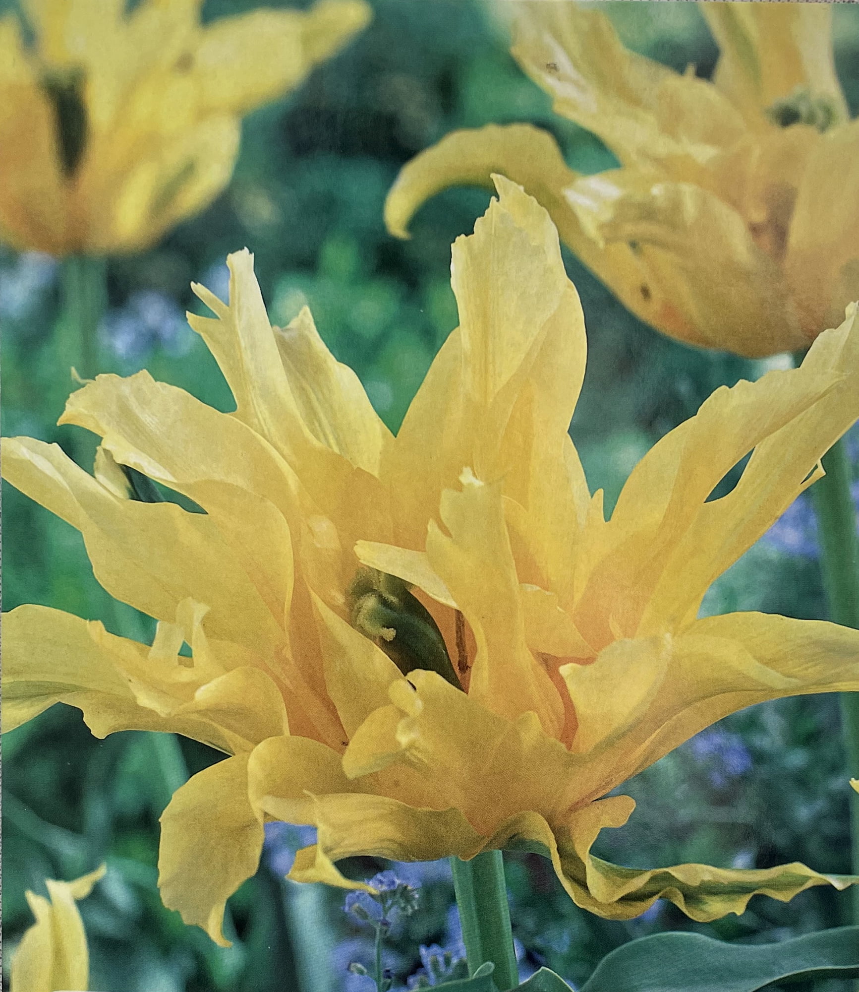 Yellow Spider Double Lily-Flowered Tulip 8 Bulbs - 12/+cm Bulbs - NEW ...
