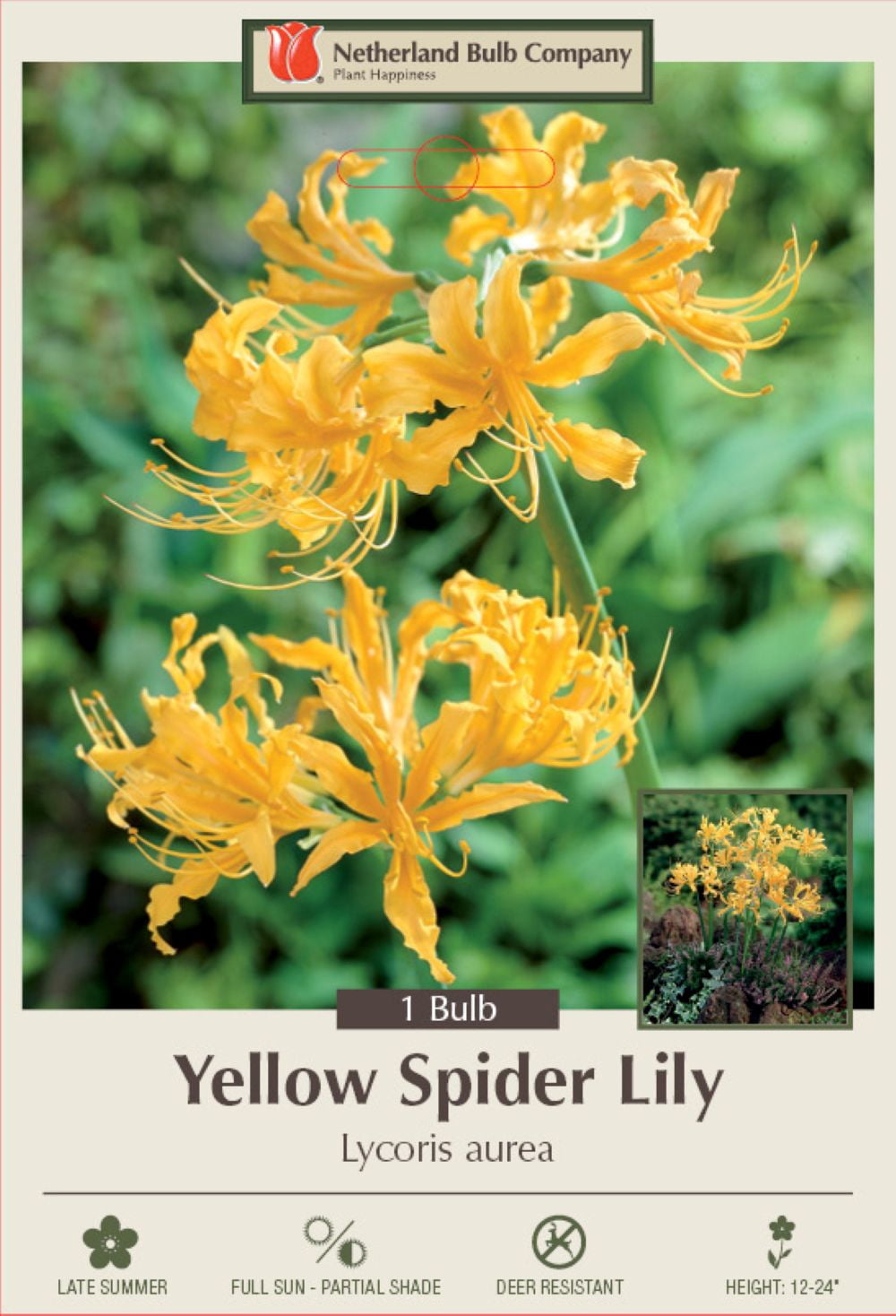 Yellow Spider Lily Bulb - Lycoris aurea - Surprise Lily - 10/12 cm - 1 ...