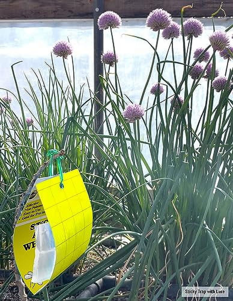 Yellow Sticky Aphid Whitefly Trap Pack of 15 - Walmart.com