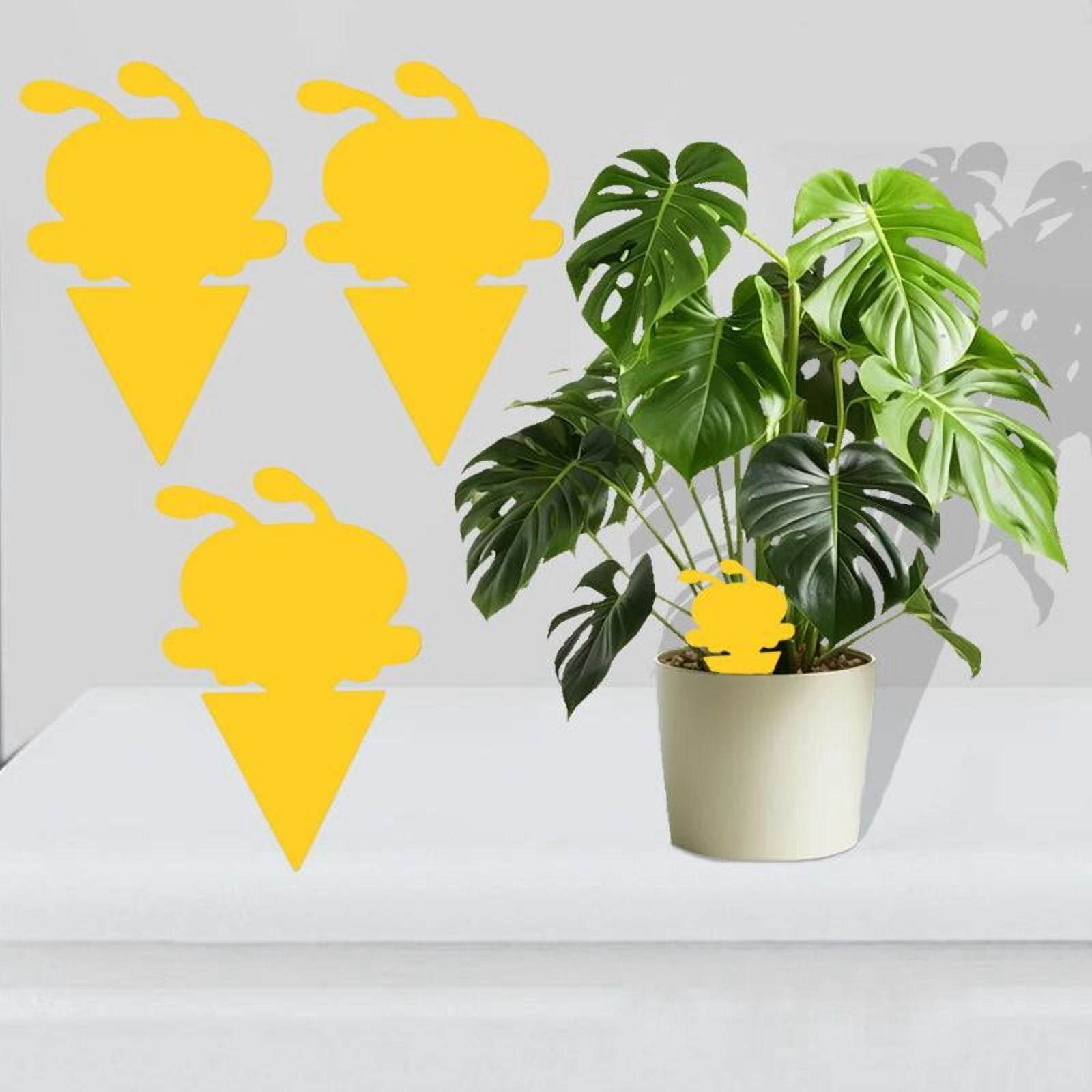 Yellow Sticky Fruit Fly & Fungus Gnat Traps — Non-Toxic, Odorless ...