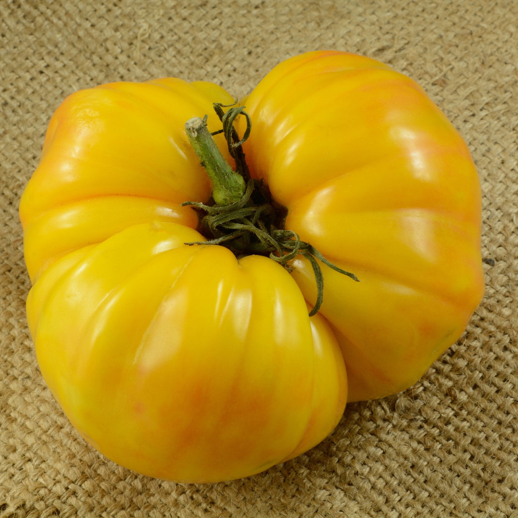 Yellow Stuffer Tomato Seeds -.25 Oz ~1875 Seeds - Solanum lycopersicum ...