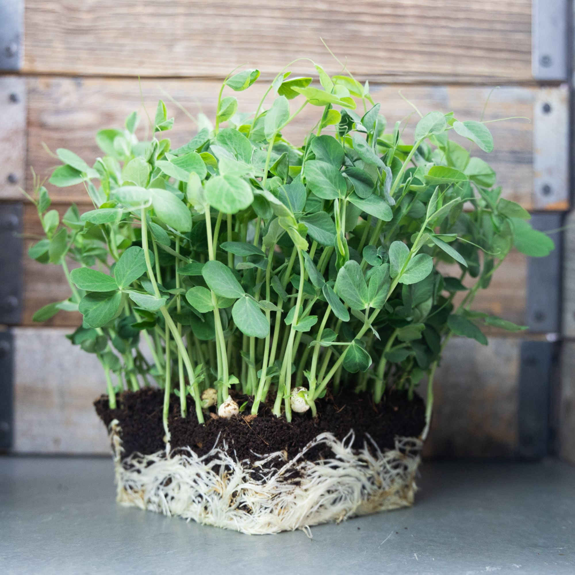 Yellow Sugar Pea Seed 25 Gram ~127 Seeds – Organic | Pisum sativum | 65 ...