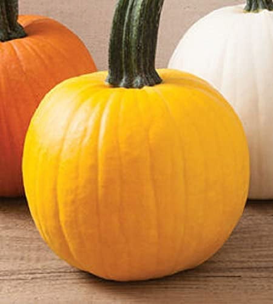 Yellow "Sunshine" Pumpkin Seeds for Planting | 20 Seeds | Rare Yellow Pumpkin Seeds - Grow Your ...