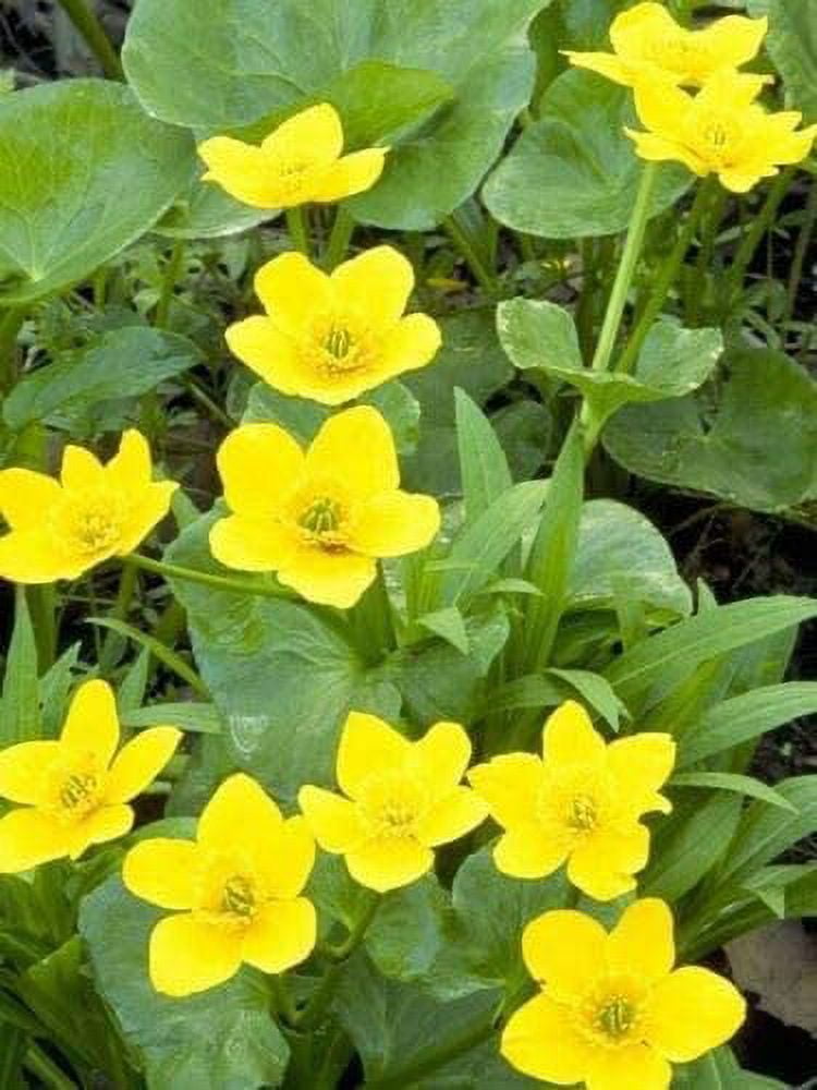 Yellow Swamp Marigold Seeds for Planting (100 Seeds) - Bidens Aristosa ...