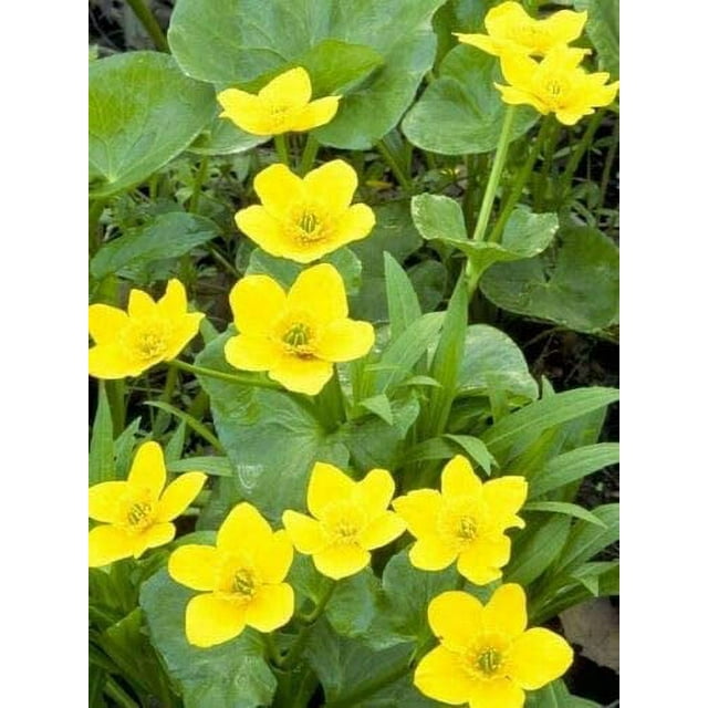 Yellow Swamp Marigold Seeds for Planting (100 Seeds) - Bidens Aristosa ...