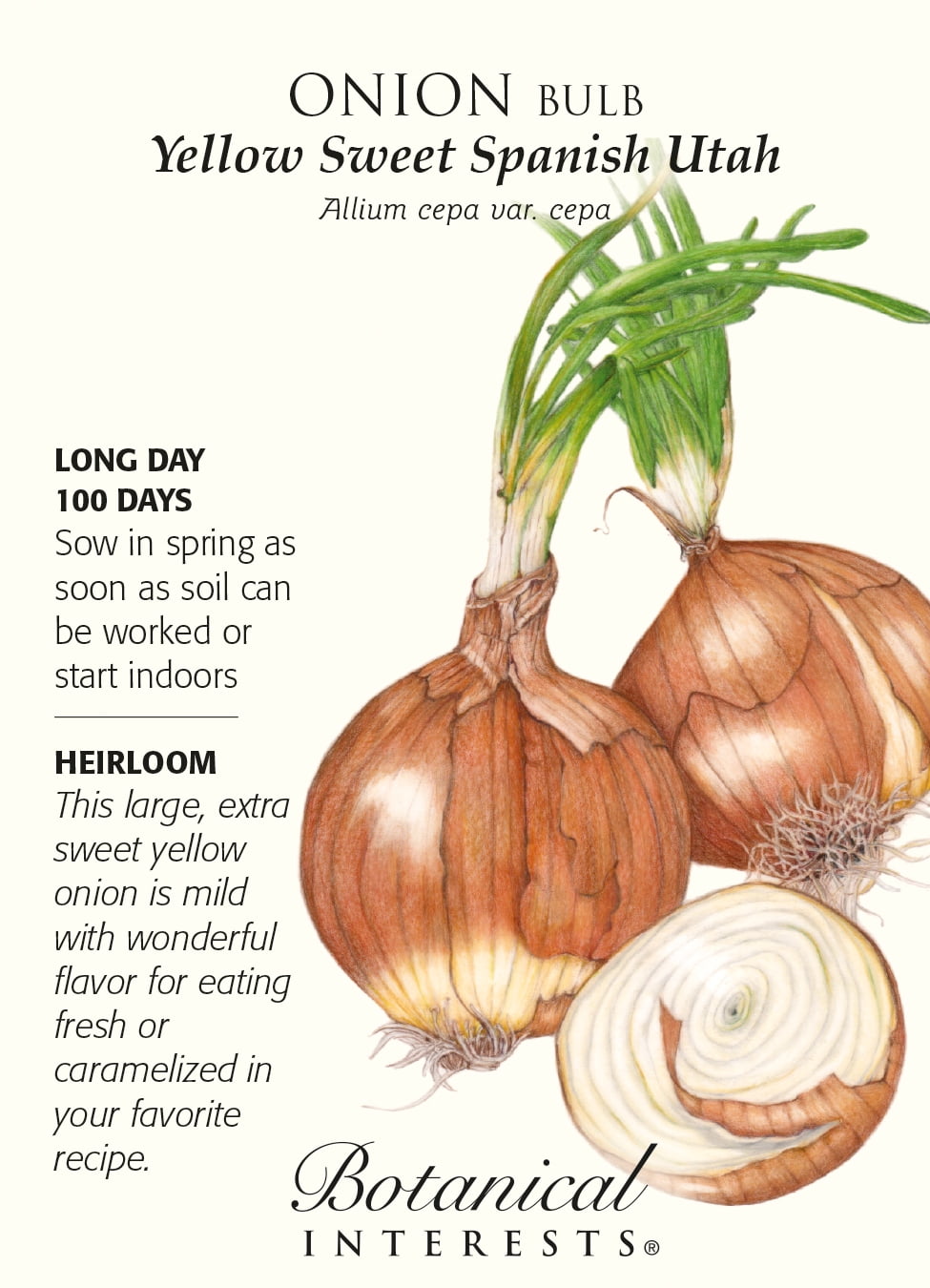 Yellow Sweet Spanish Utah Onion Seeds - 750 mg - Walmart.com