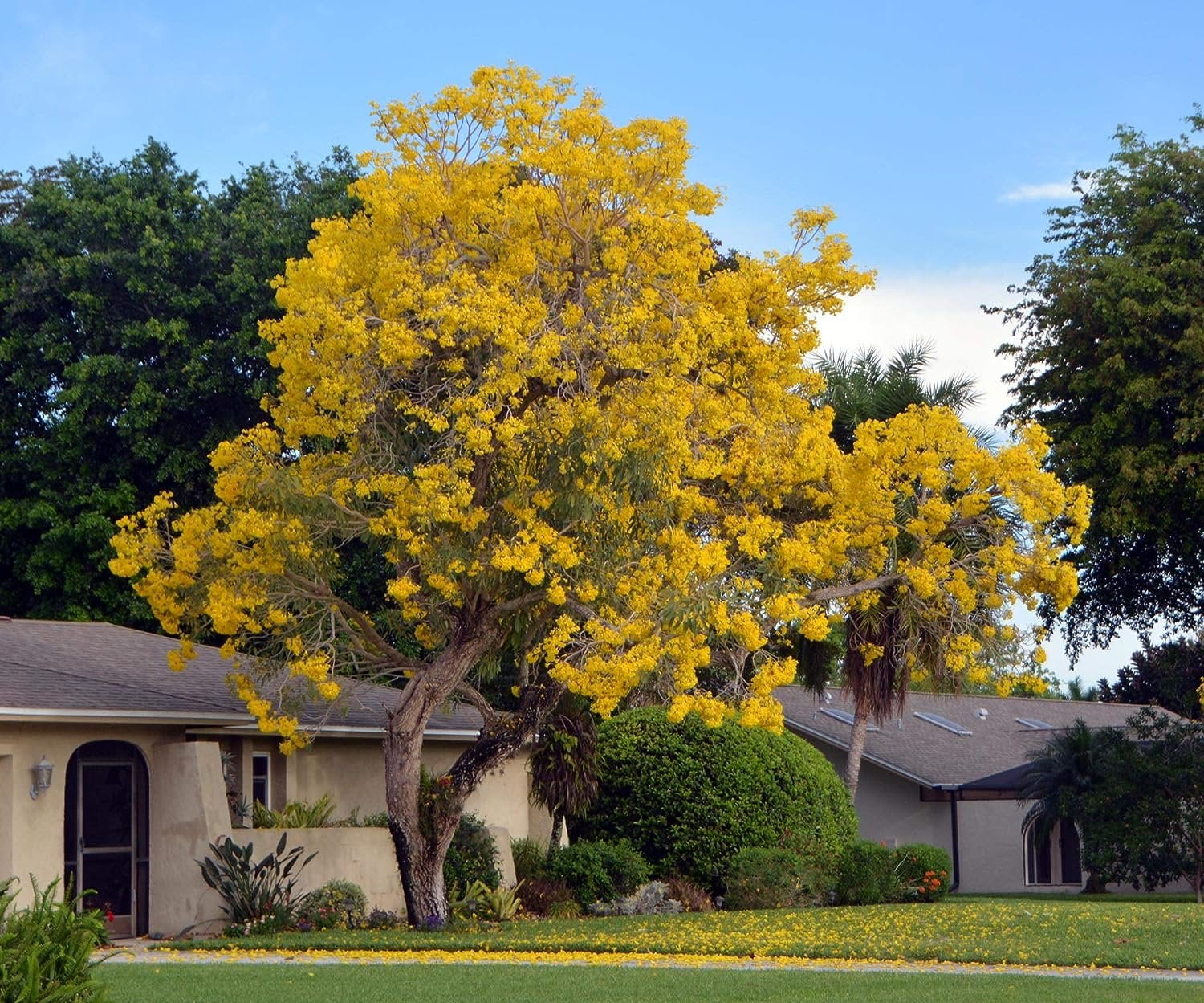 Yellow Tabebuia Trumpet Tree - Live Plant in a 3 Gallon Pot ...