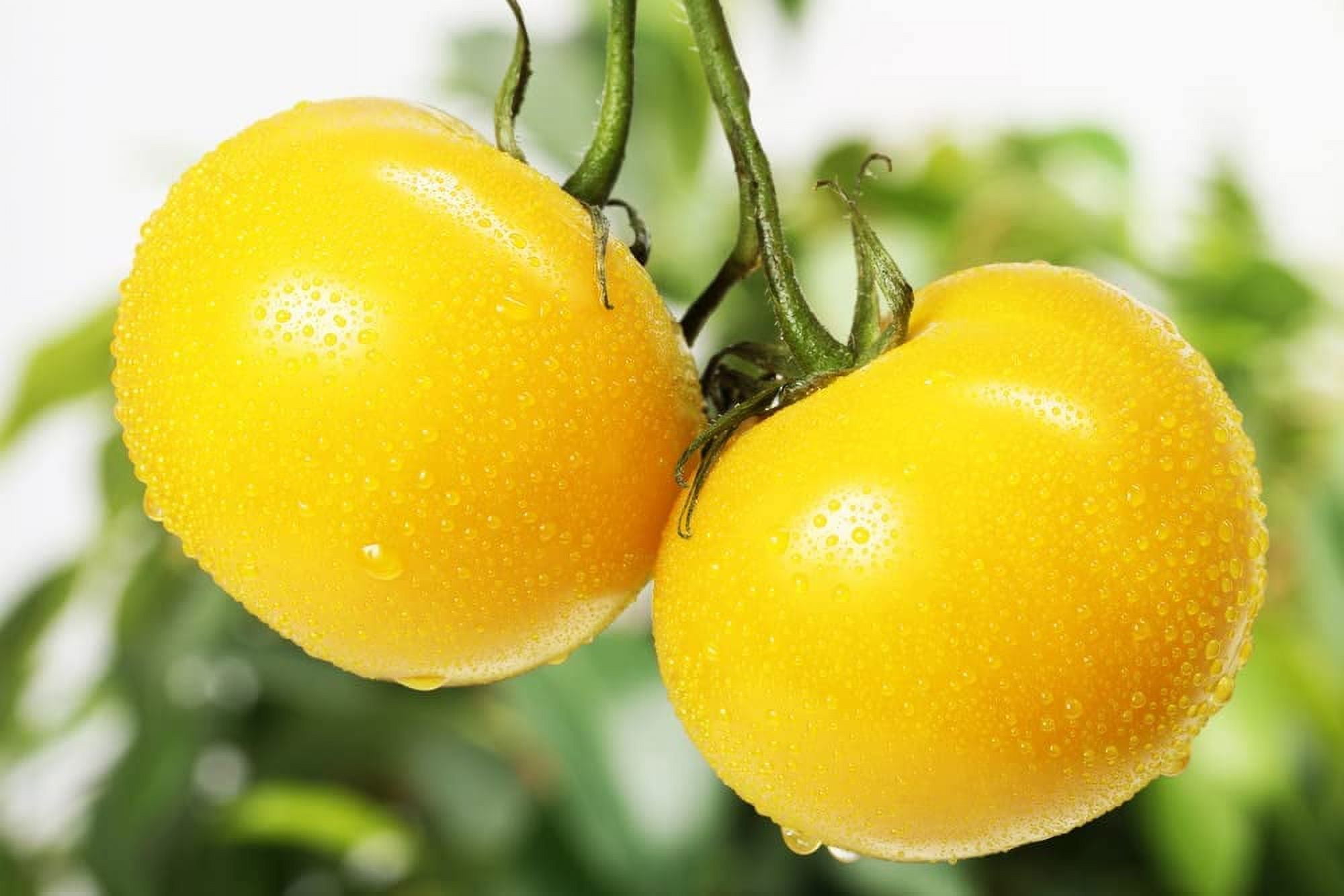 Yellow Tomato Seeds for Planting - 50+ Seeds, Made in USA - Grow Sunny ...