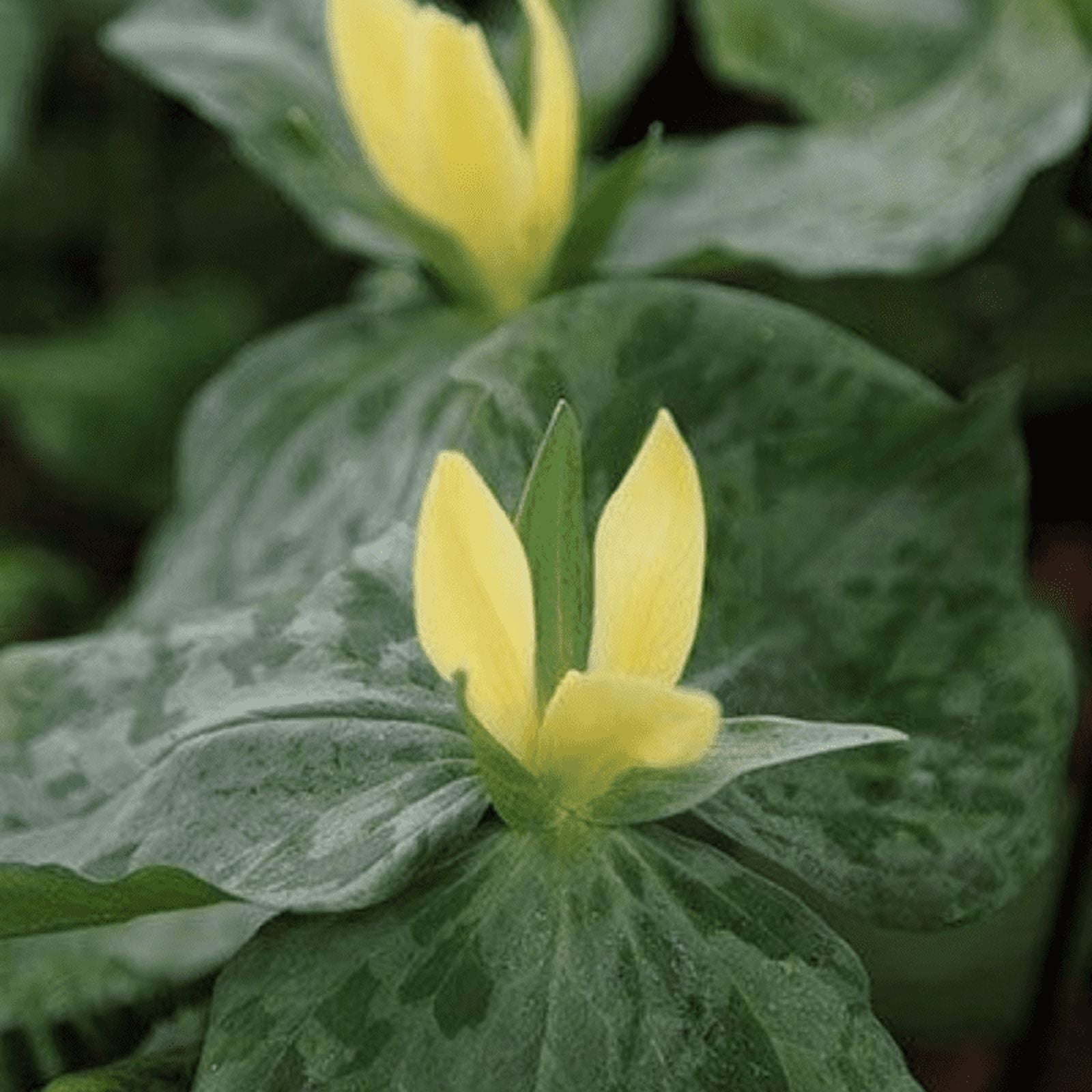 Yellow Trillium 5 Bulbs, Trillium Flower Bulbs,Planting Growing Indoor ...