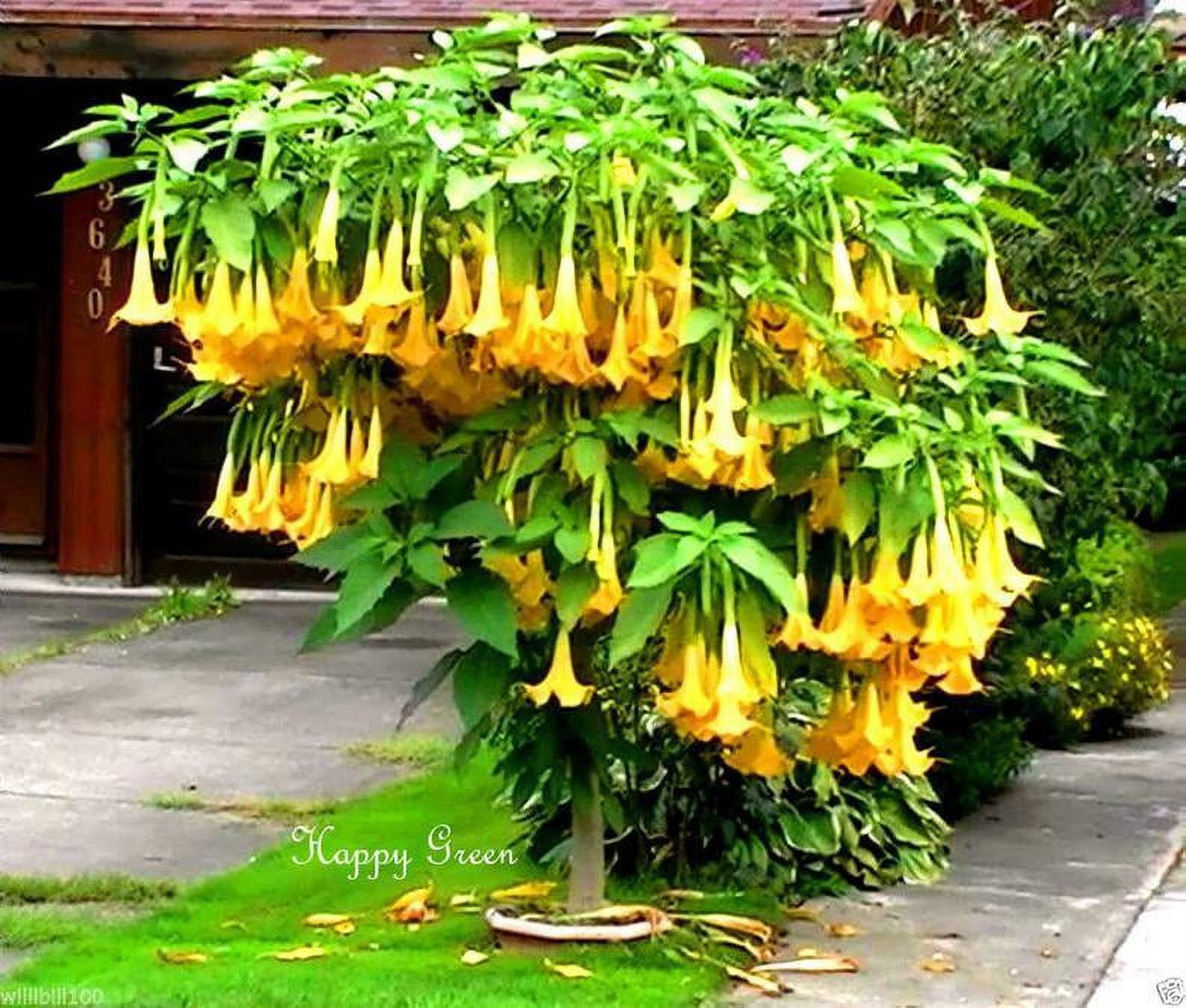 Home Shops USA 20 Yellow Trumpetbush Flower Seeds, Rare - Walmart ...