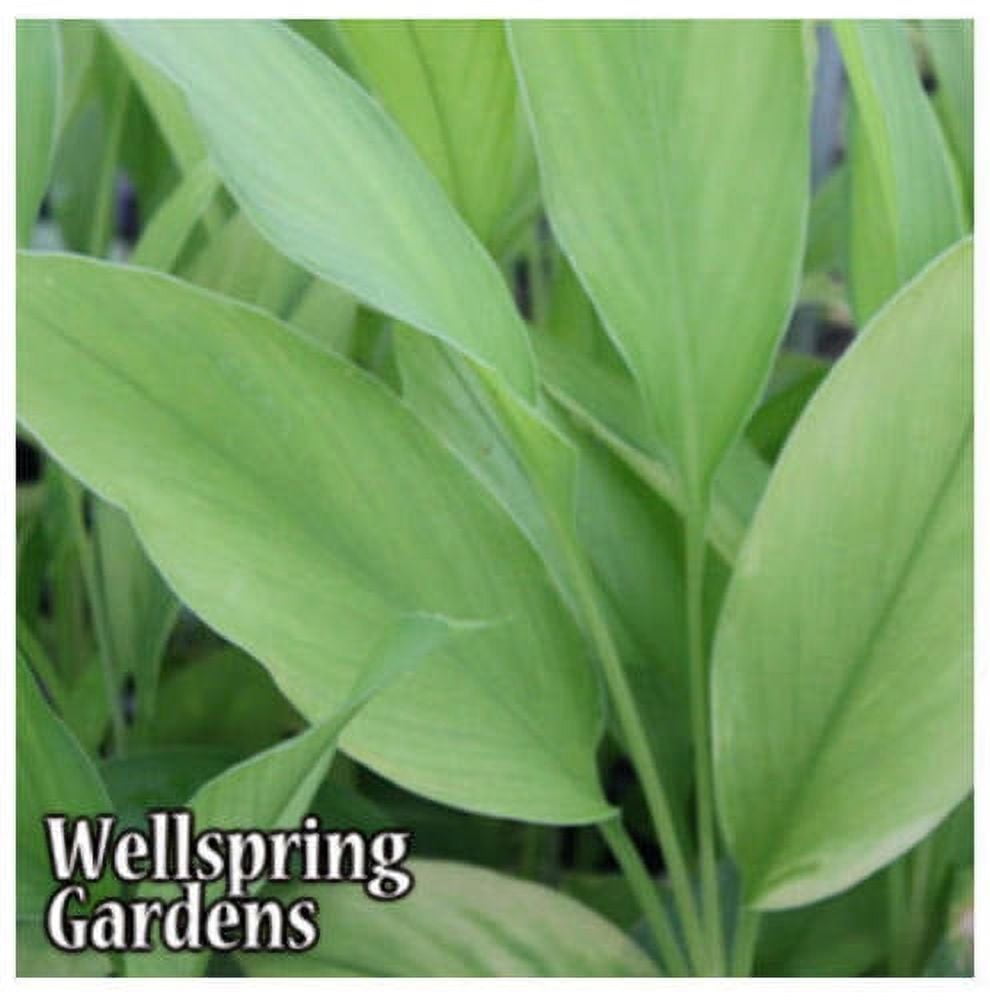 Yellow Turmeric Ginger Live Plant - Curcuma longa - Wellspring Gardens ...
