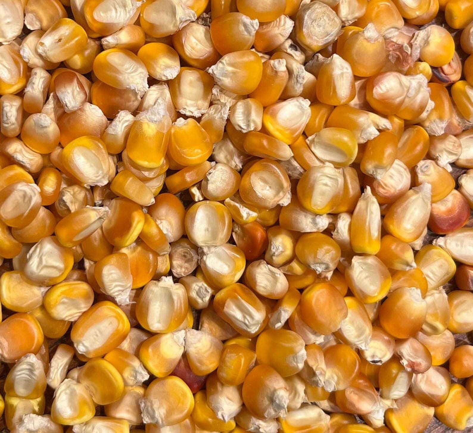 Sherwood's Seeds 20 Yellow Tuxpeno Dent Corn Plant Seeds - Walmart ...