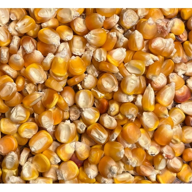 Sherwood's Seeds 20 Yellow Tuxpeno Dent Corn Plant Seeds - Walmart.com