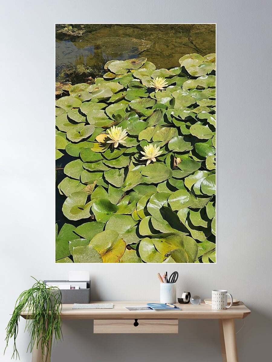 Yellow Water Lily Pond Poster Wall Art, Modern Wall Decor For Living ...