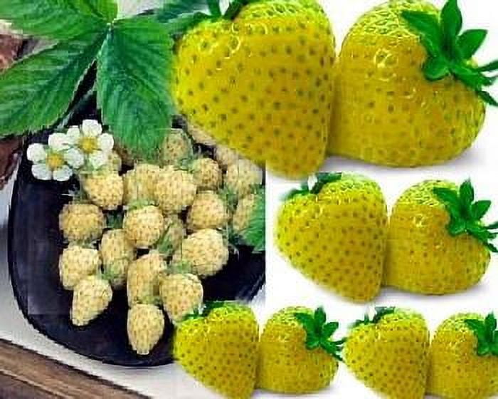 Yellow Wonder Alpine Strawberry 10 Seeds - Walmart.com