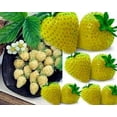 Yellow Wonder Alpine Strawberry 10 Seeds - Walmart.com