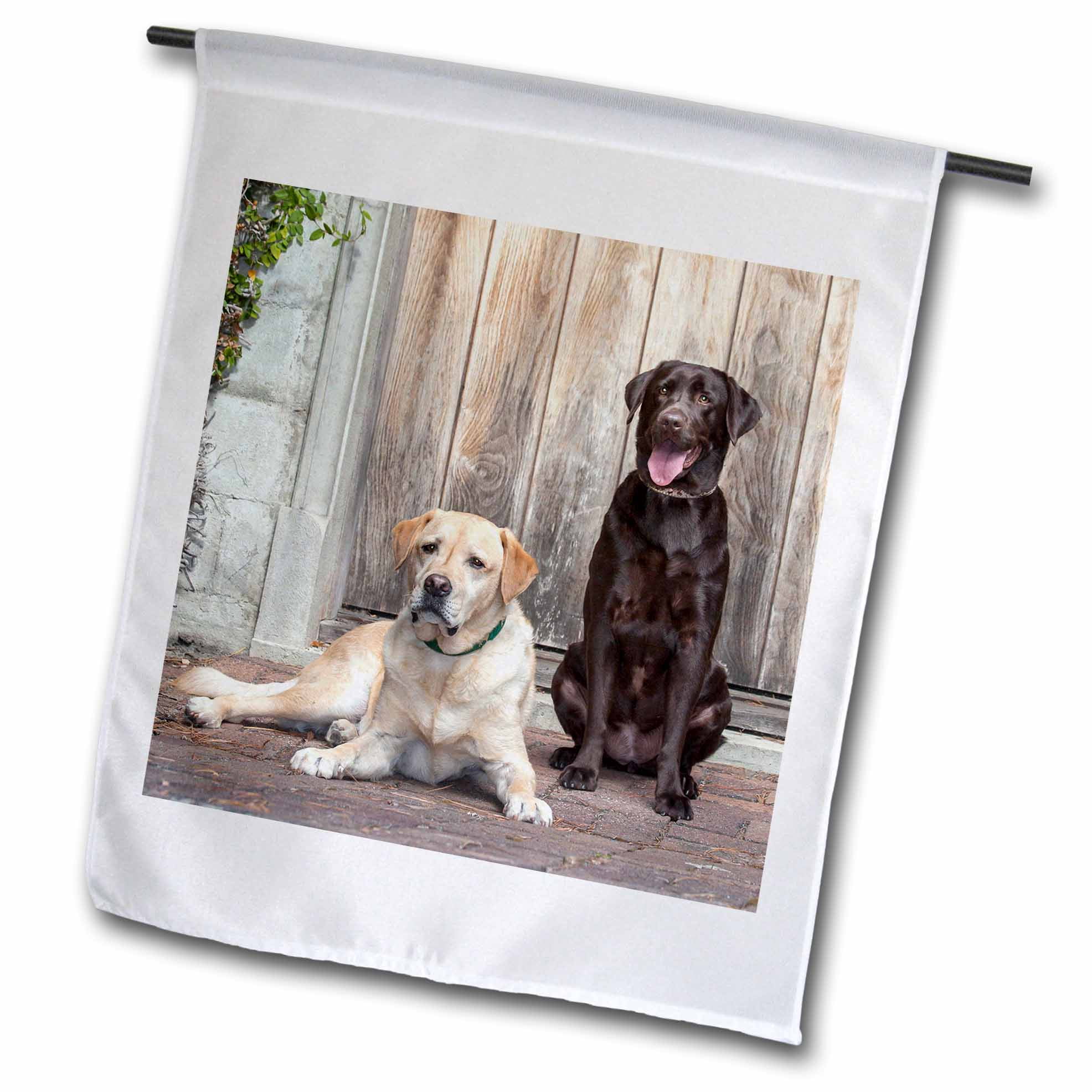 Yellow and Chocolate Labrador Retrievers sitting on rock patio 12 x 18 ...