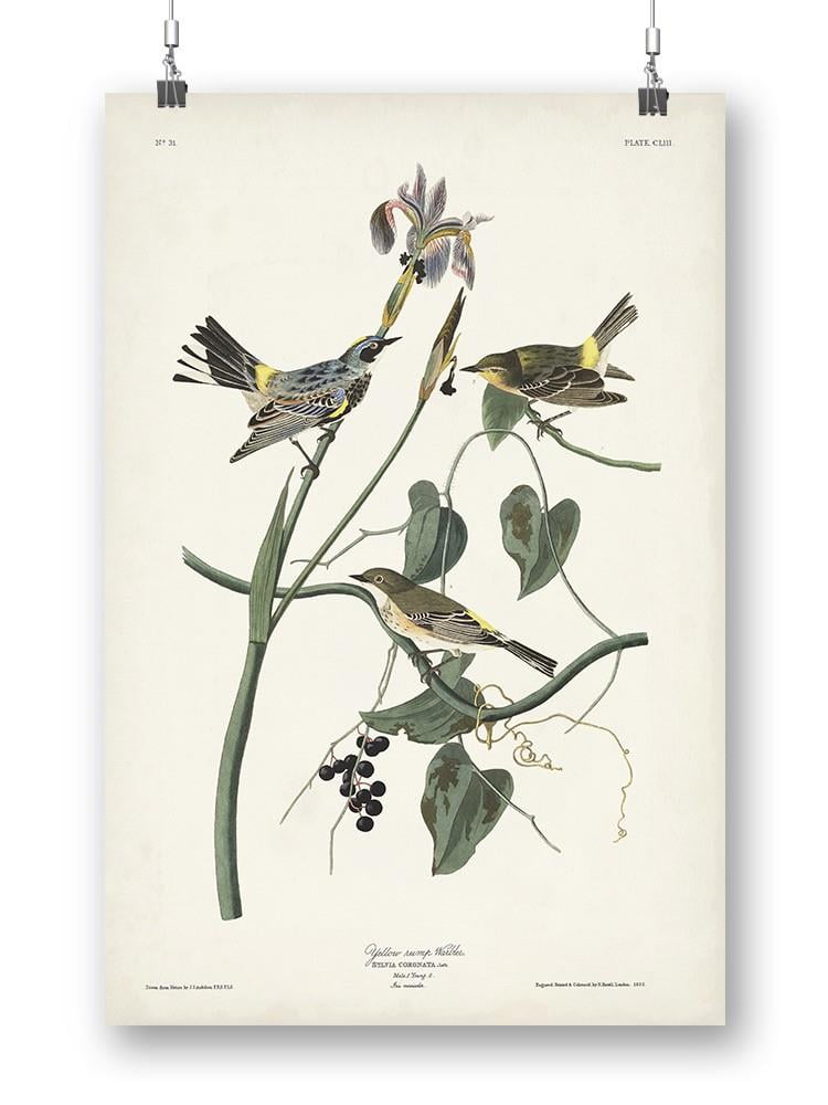 Yellow-rump Warbler Poster - John James Audubon Designs, - Walmart.com