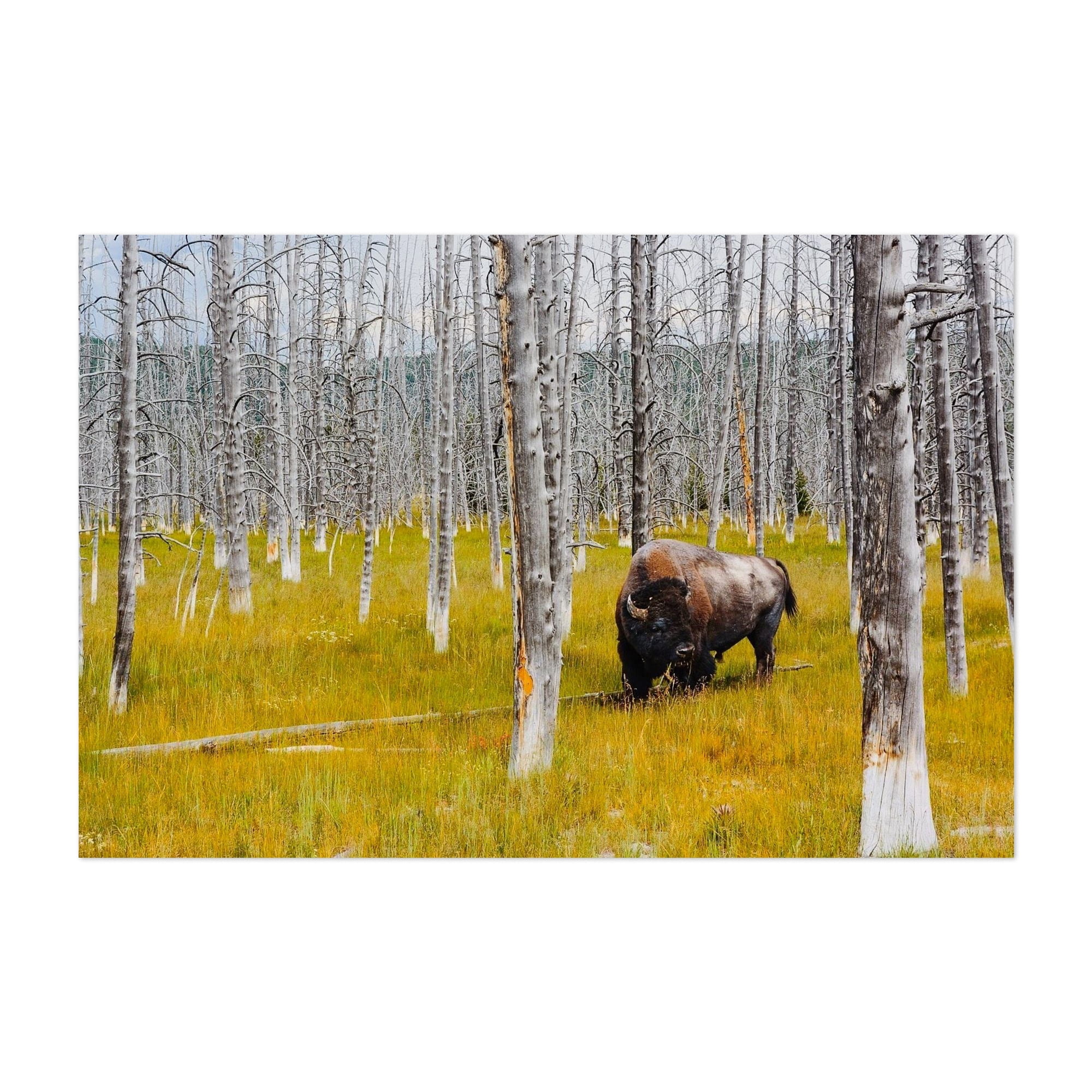 Yellowstone Buffalo - Photography Wildlife Forest Nature Wilderness ...