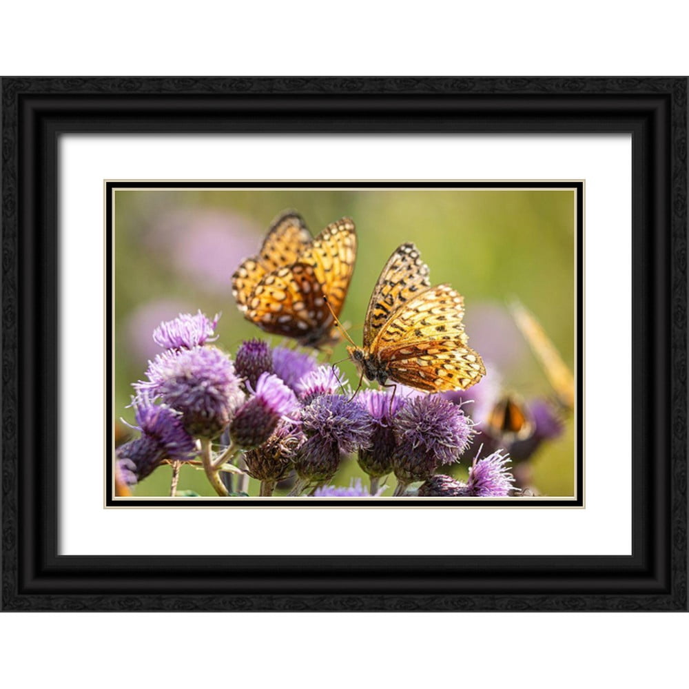 The Yellowstone Collection 18x13 Black Ornate Wood Framed with Double ...