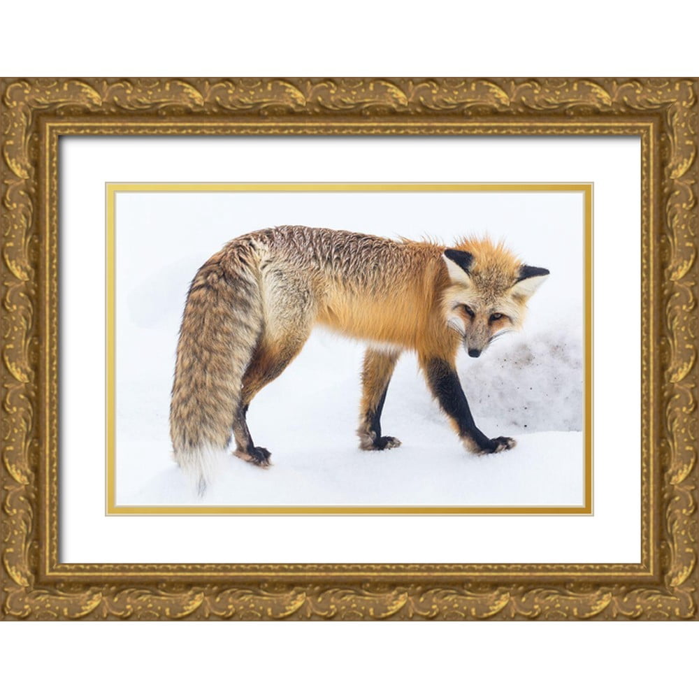 The Yellowstone Collection 18x13 Gold Ornate Wood Framed with Double ...