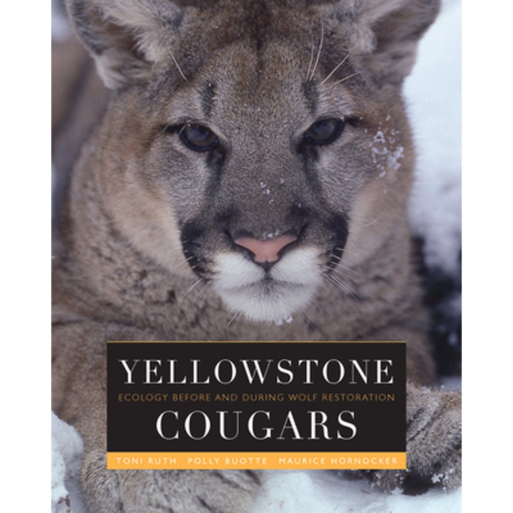 Pre-Owned Yellowstone Cougars: Ecology Before and During Wolf ...