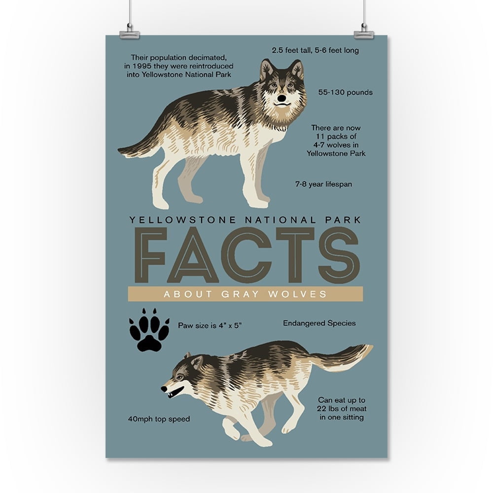 Yellowstone National Park, Facts About Gray Wolves - Walmart.com