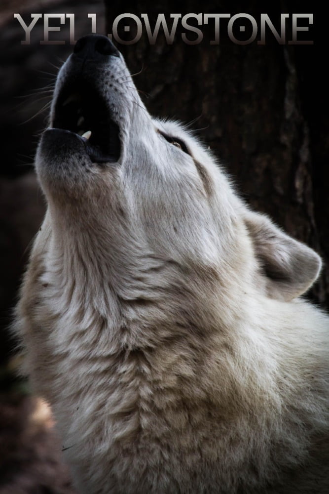 Yellowstone, Wolf Howling (24x36 Giclee Gallery Art Print, Vivid ...