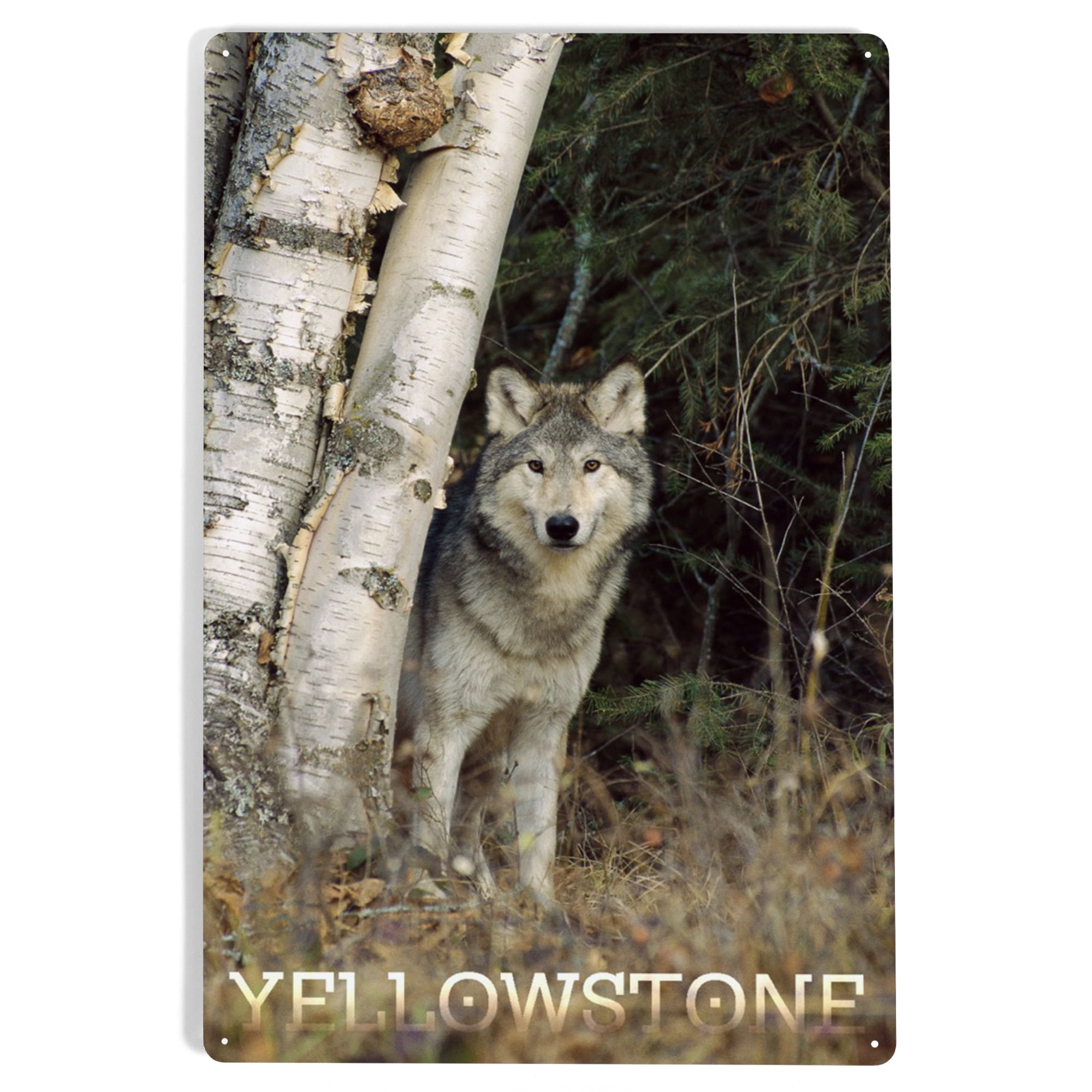 Yellowstone, Wolf in Forest (12x18 Aluminum Art, Indoor Outdoor Metal ...