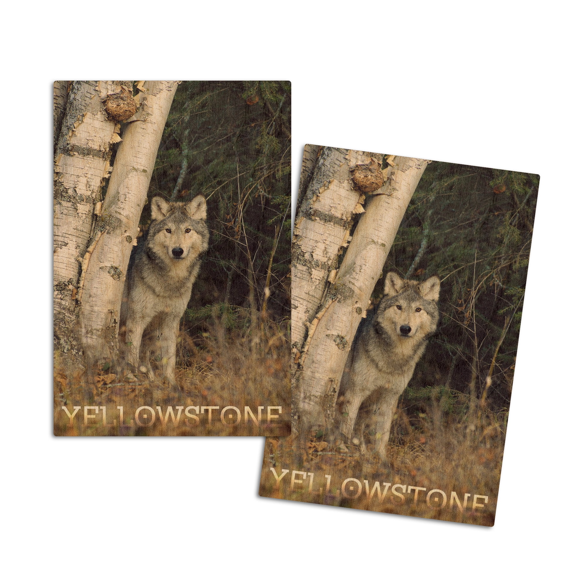 Yellowstone, Wolf in Forest (4x6 Birch Wood Postcards, 2-Pack ...