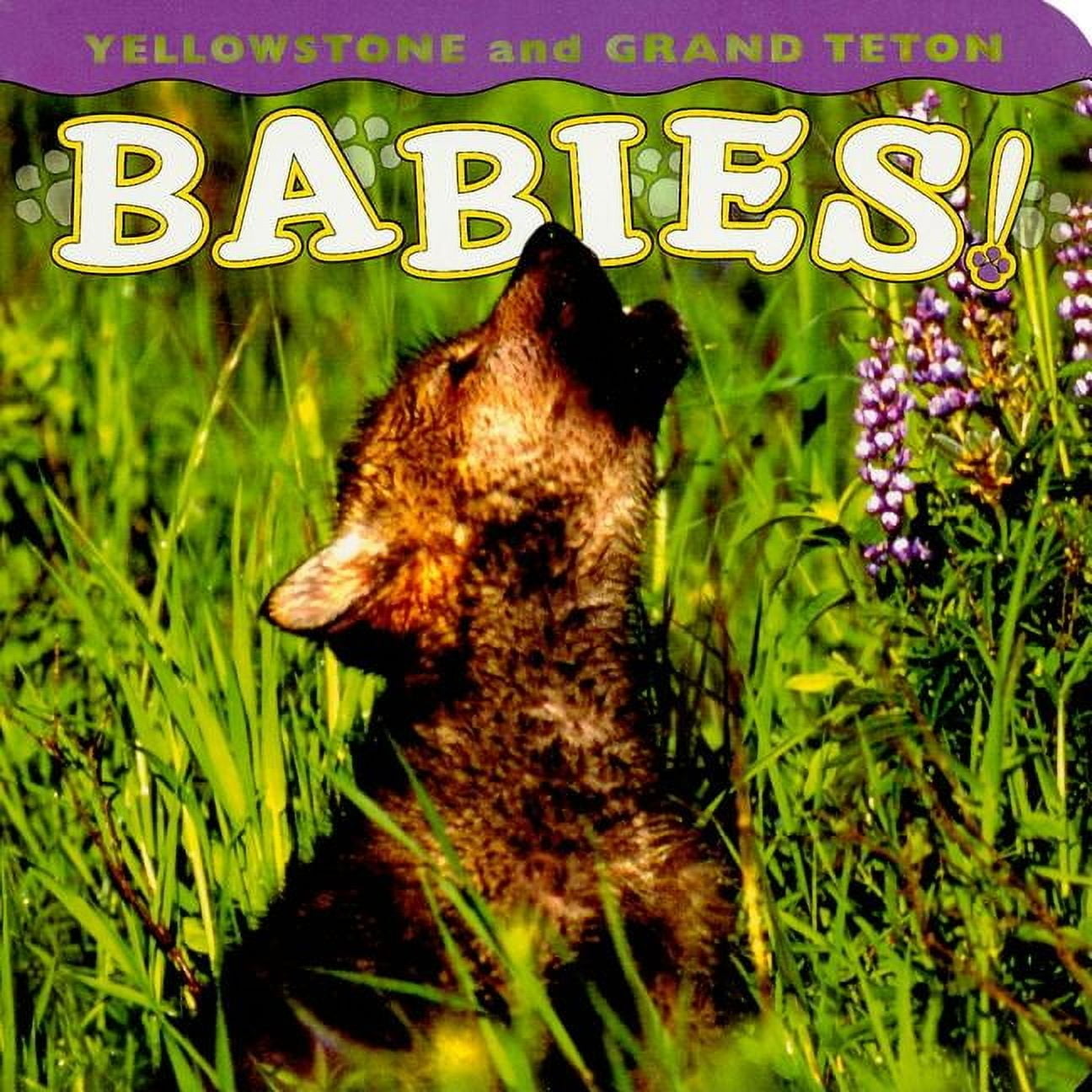 Yellowstone and Grand Teton Babies! (Board Book) - Walmart.com