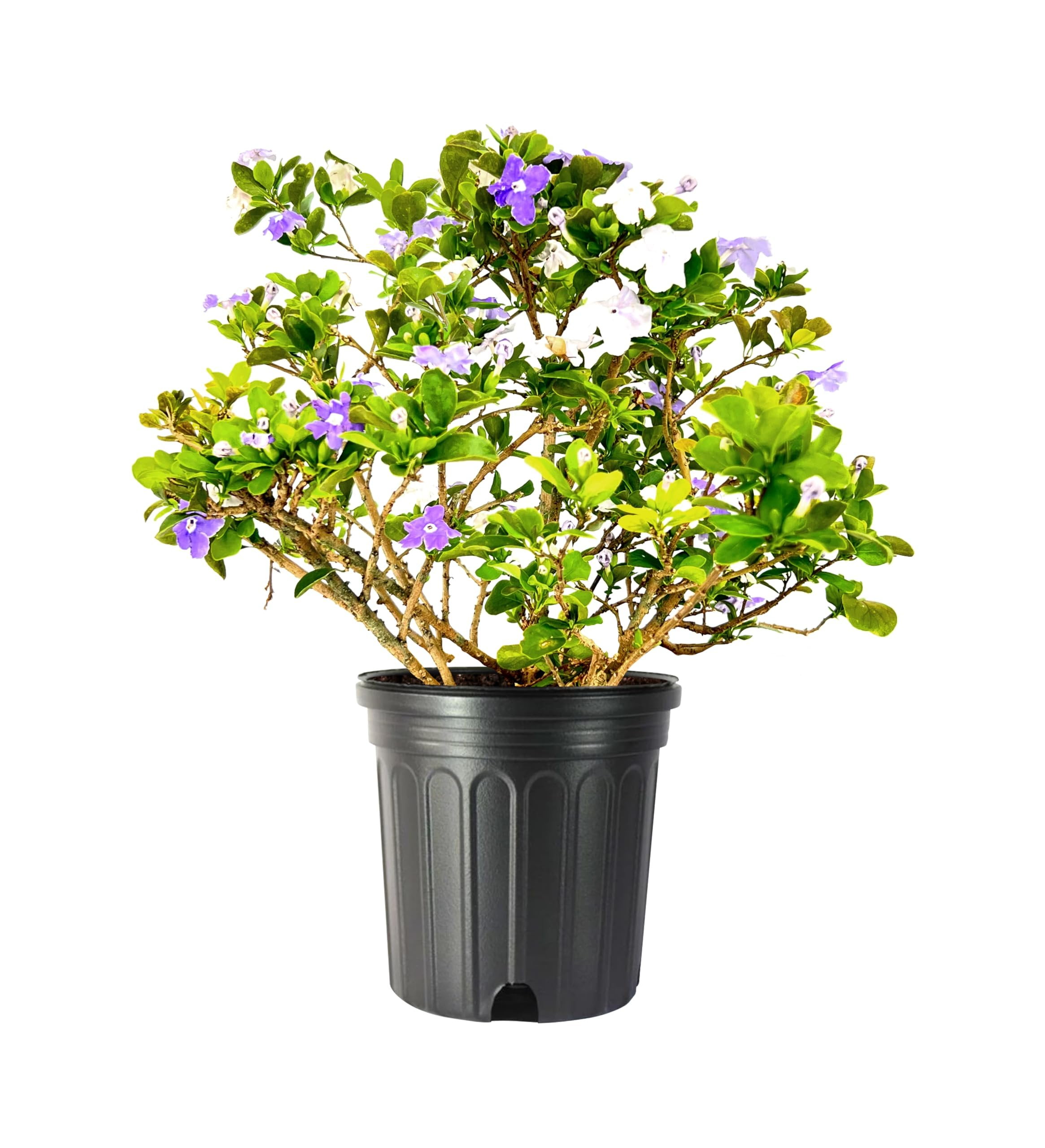 Yesterday Today Tomorrow 1 Extra Large 3 Gallon Plant Brunfelsia ...