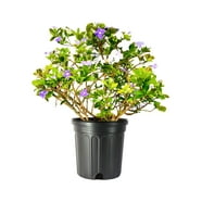 Walking Iris Apostle Plant 1 Extra Large 3 Gallon Plant Neomarica ...