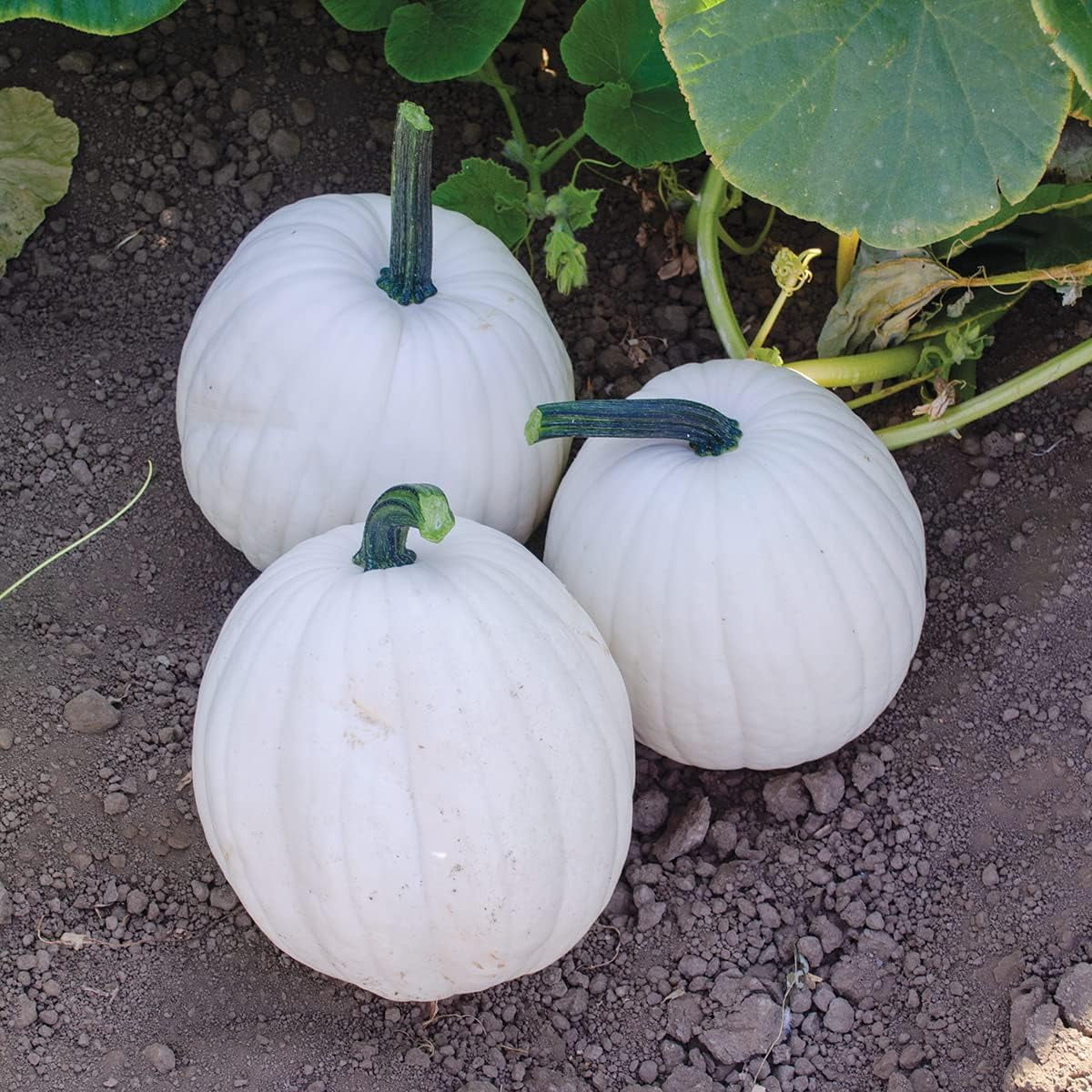 Yeti Pumpkin Seeds for Planting (10 Seeds) - Grow 5 Pound White ...