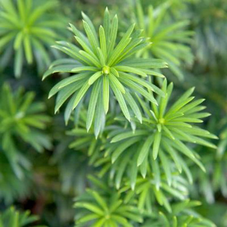 Compact Evergreen Shrubs