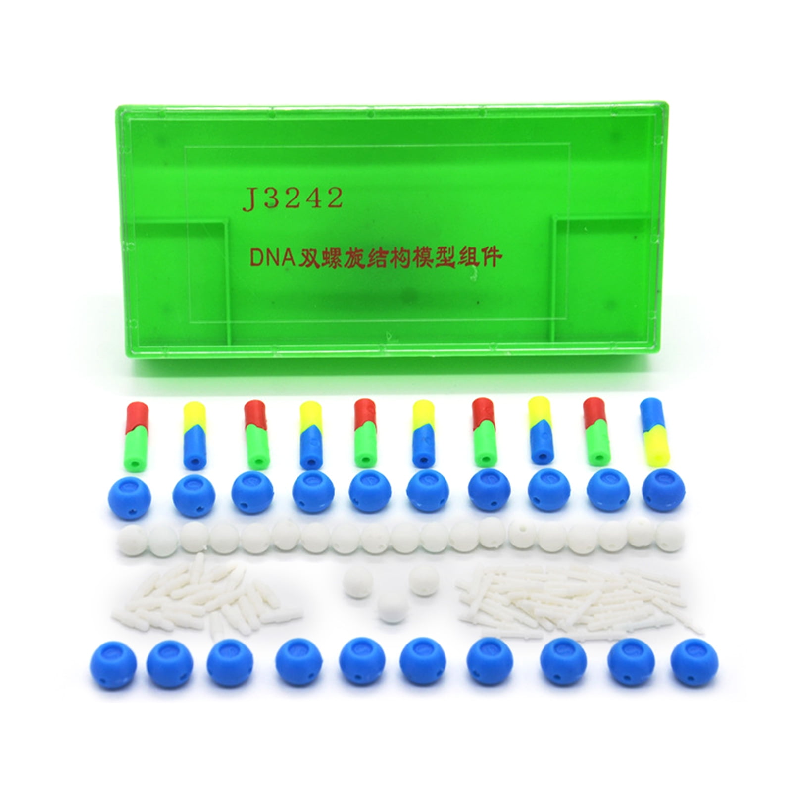 Yoetaun Deoxyribonucleic Acid Models DNA Models Set DNA Structure ...