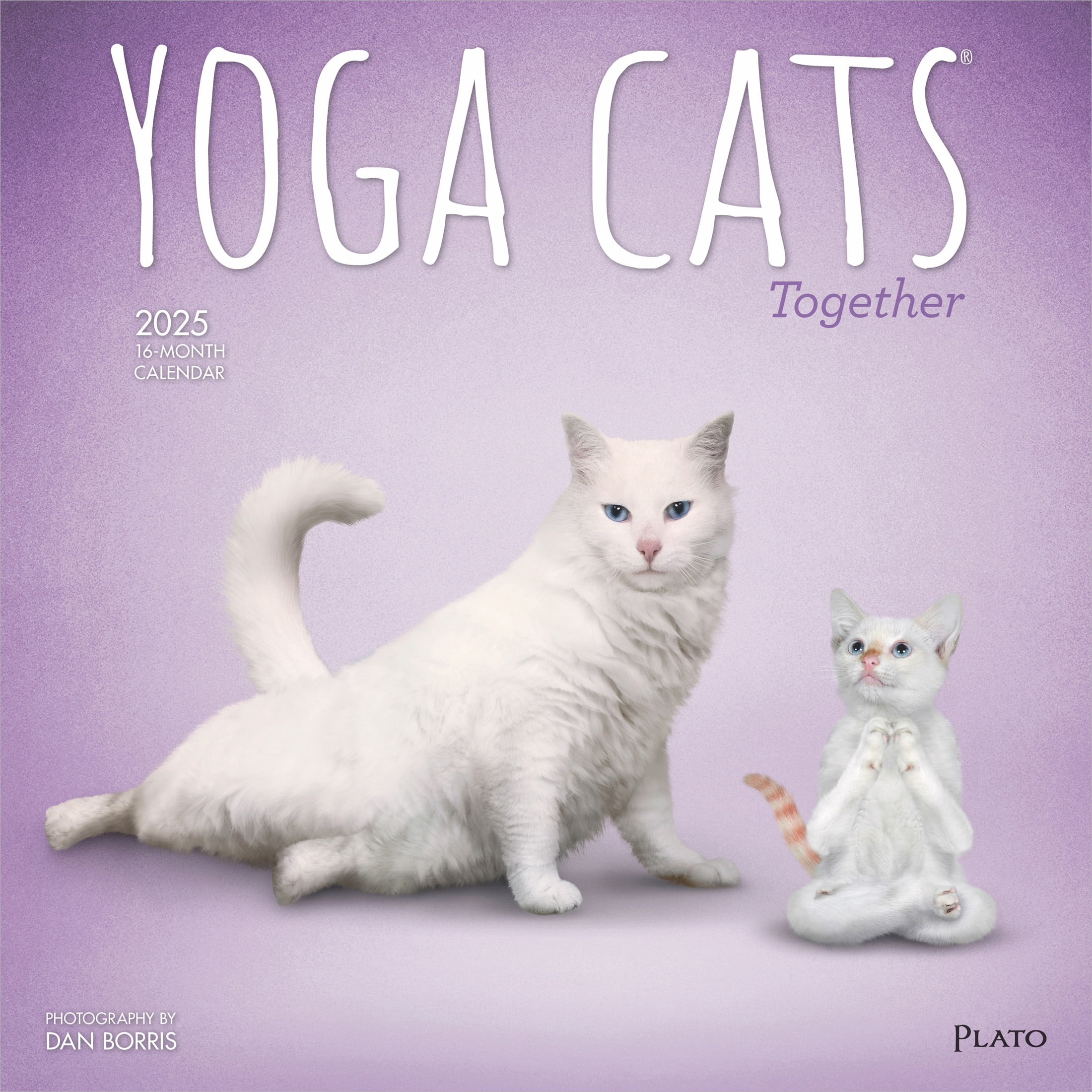 Yoga Cats Together OFFICIAL | 2025 12x24" (Hanging) Square Wall ...