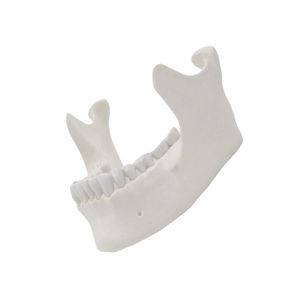 Yokua Adult Lower Jaw Bone Model Lower Jaw Model Teaching Aid for ...