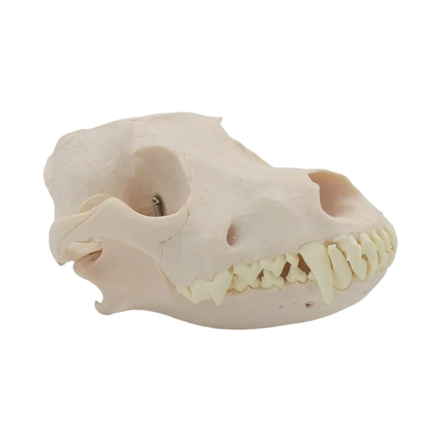 Yokua Dog Skull Model Realistic Dog Skeleton Head Model Realistic Dog ...