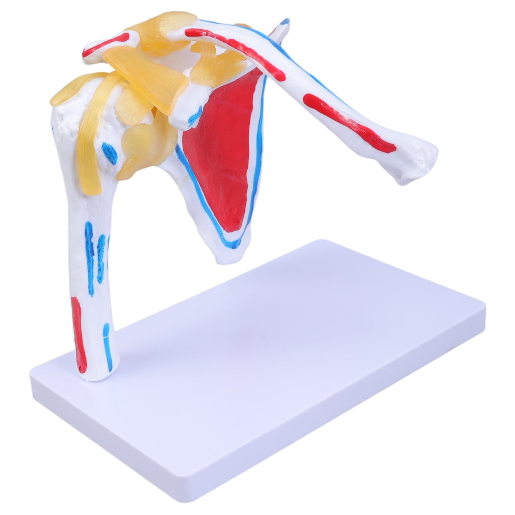 Yokua Human Shoulder Anatomy Model with Muscles Nerves Details Shoulder ...